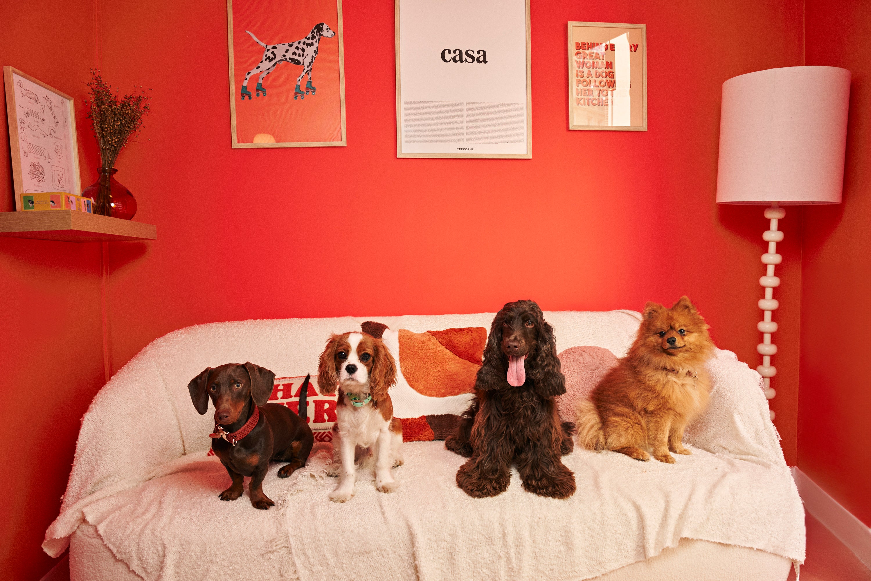 Boulangerie pour chien Française 🐕 – CASA DEL DOGGO