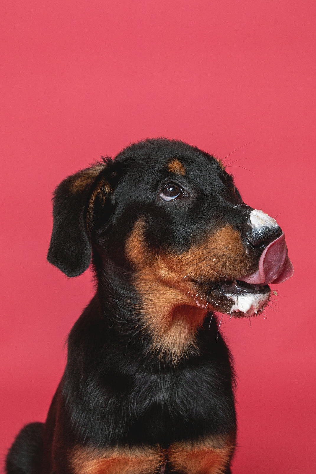 Boulangerie pour chien Française 🐕 – CASA DEL DOGGO